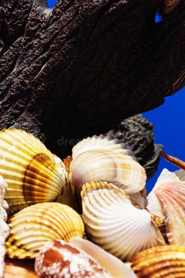 Sea shells collection stock image. Image of exotic, idyllic - 118619685