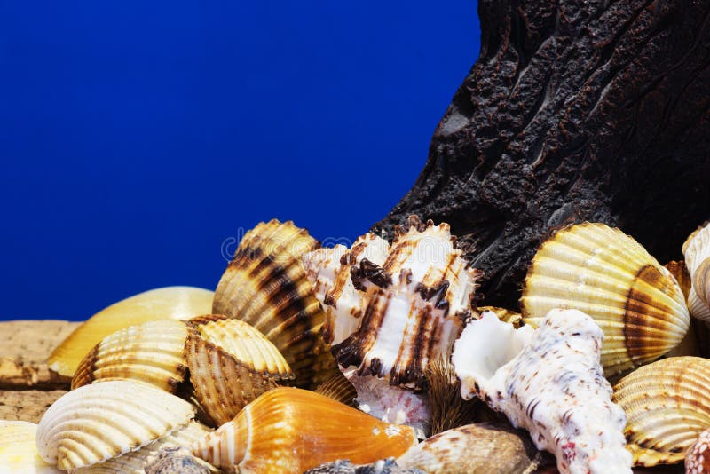 Sea shells collection stock image. Image of exotic, design - 118766177