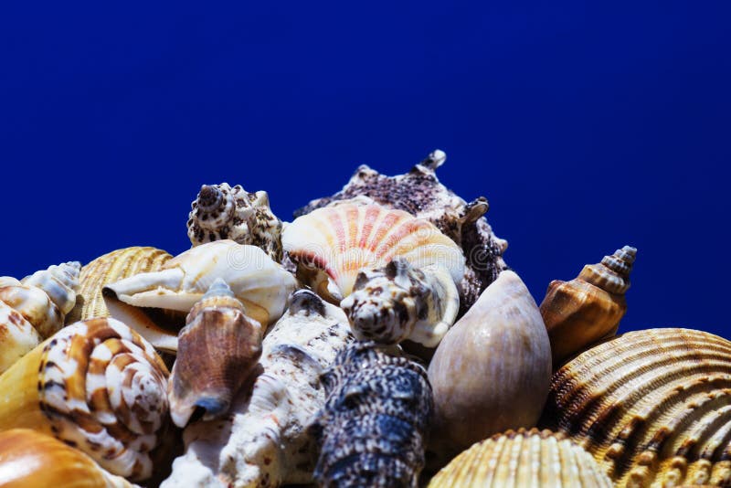 Sea shells collection stock photo. Image of nature, assortment - 119175336