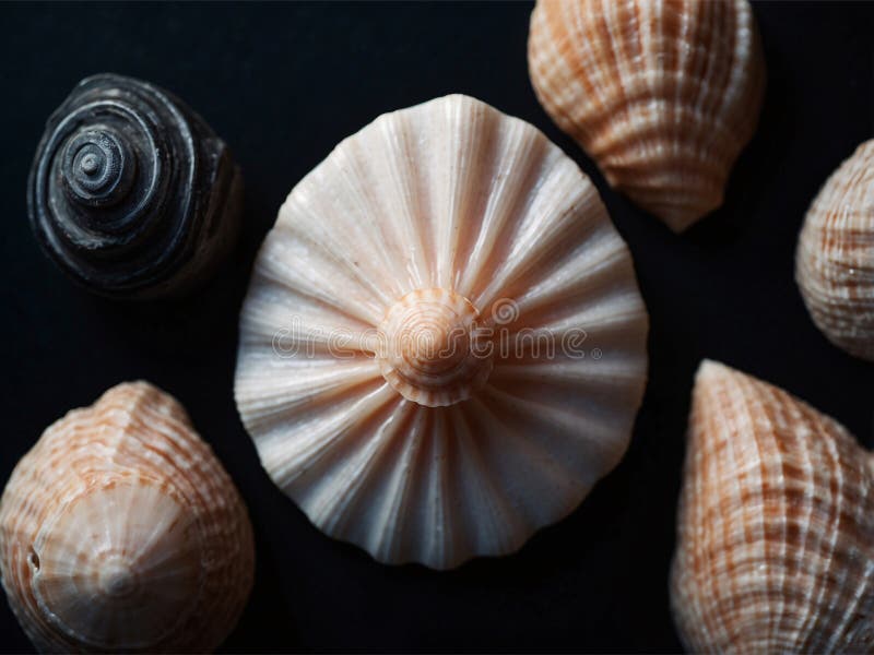A Collection of Different Seashells on a Dark Surface. There are ...