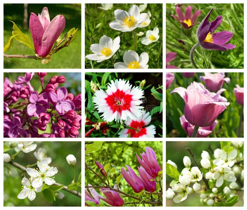 Collection of Different Spring Flowers Stock Photo - Image of gardening ...