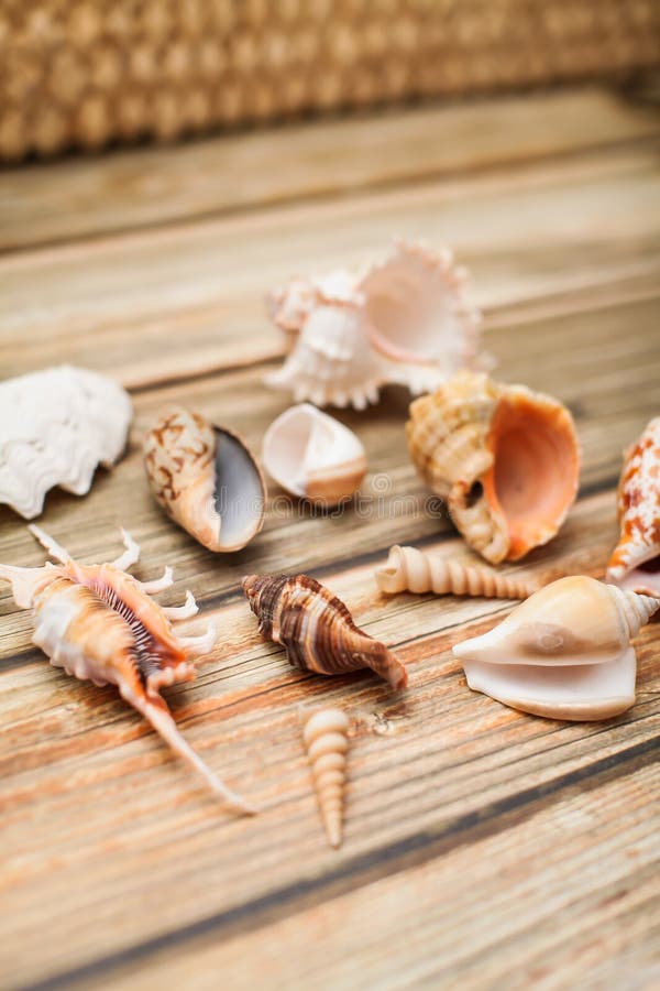 Collection of Different Tropical Seashell on Wood Texture Table in ...