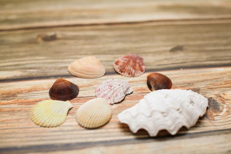 Collection of Different Tropical Seashell on Wood Texture Table in ...