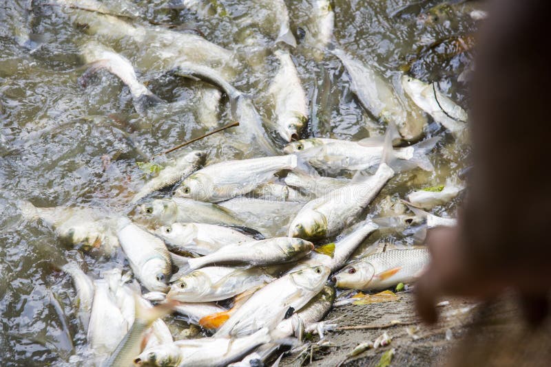 Silver Carp Fish Inside of Net Stock Image - Image of invertebrate ...