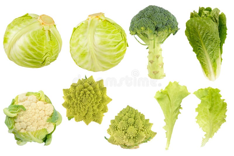 Collection of Different Types of Cabbage Isolated on White Stock Image ...