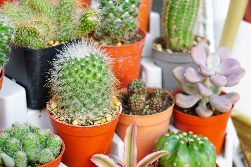 Different types of cactus stock image. Image of danger - 120919929