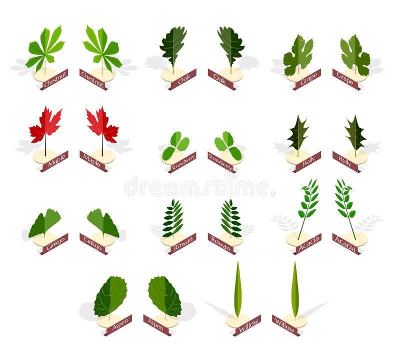 Collection of Different Types of Leaves with Names in Isometric Style ... Collection of Different Types of Leaves with Names in Isometric Style ...