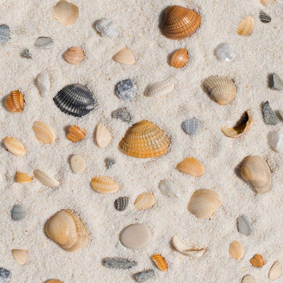 Collection of Differernt Shells Background Stock Image - Image of ...