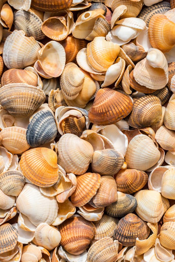 Collection of Differernt Shells Background Stock Image - Image of ...