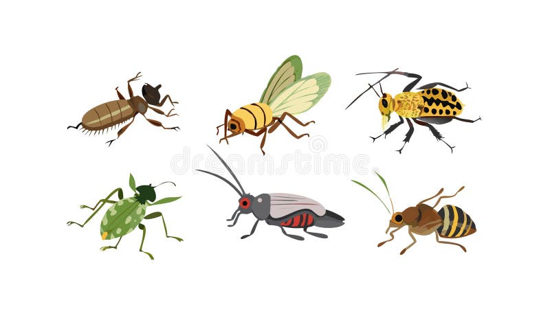 Collection of Diverse Insects, Entomology Study, Vector Design ...