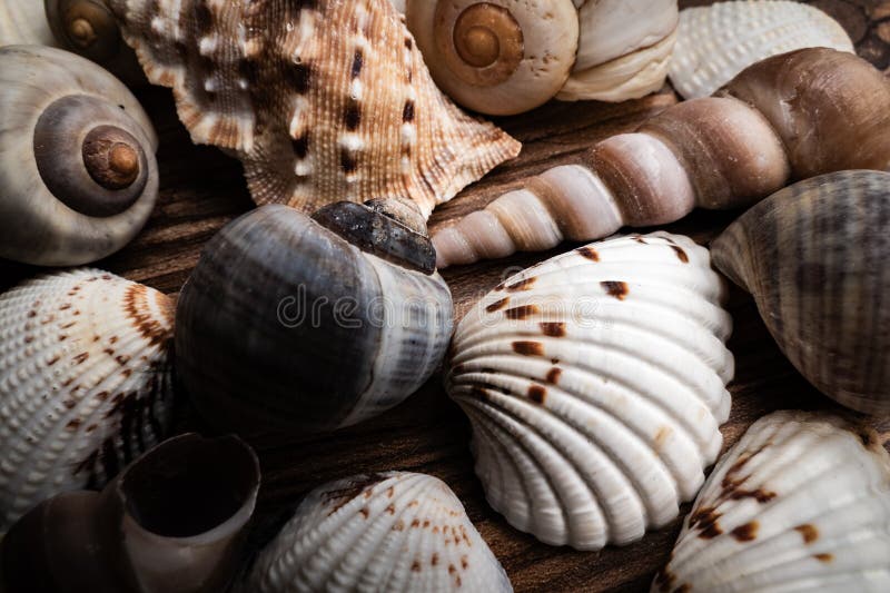 Close-up of Various Seashells Showcasing Intricate Textures on a Wooden ...