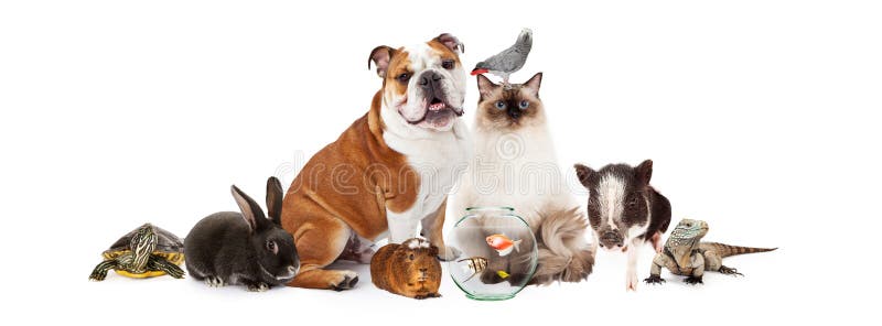 Collection of Domestic Pets Together Stock Image - Image of guinea ...
