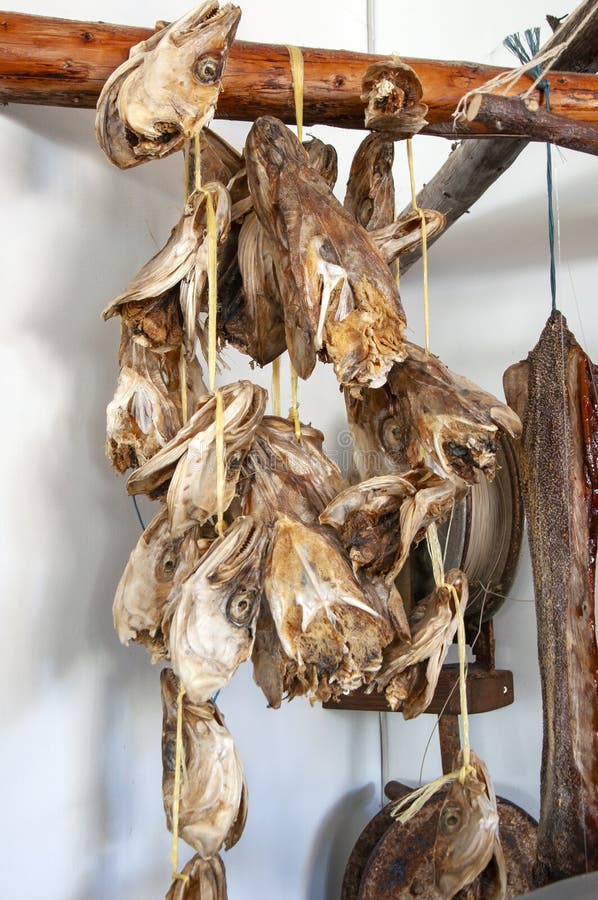 Collection of Dried Fish Heads Hanging from Rafters Stock Photo - Image ...