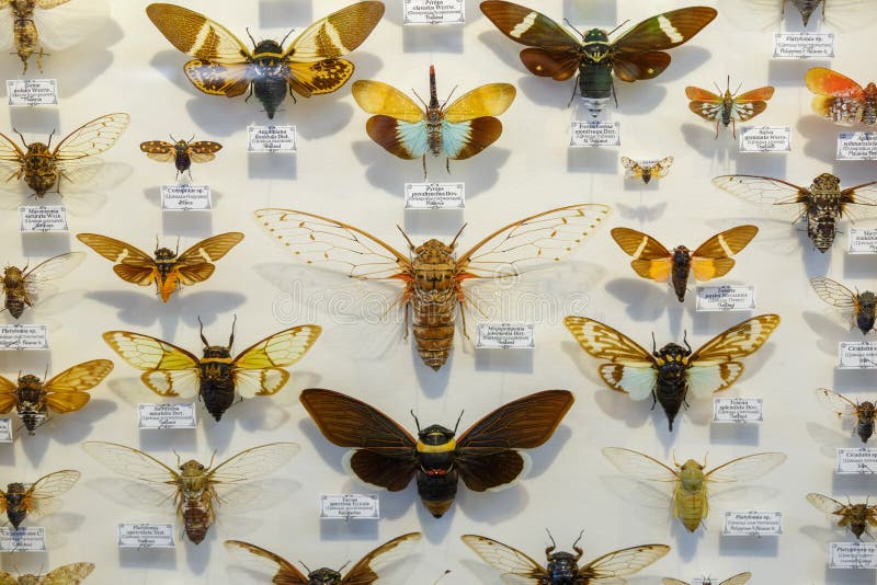 Dried Insects for Pet Food, Insectivores Need Protein Stock Image ...