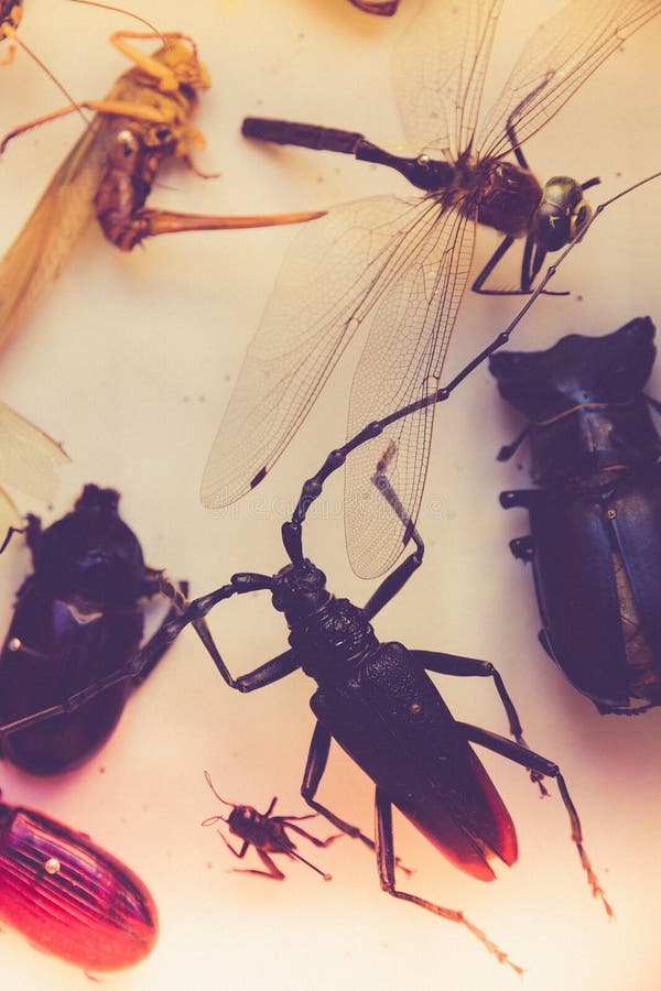 Pinned Insects Stock Photos - Free & Royalty-Free Stock Photos from ...