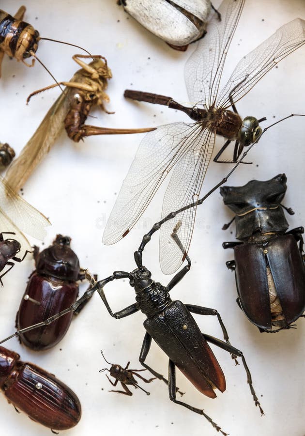 Collection of Dried Insects Presented in a Box Stock Photo - Image of ...