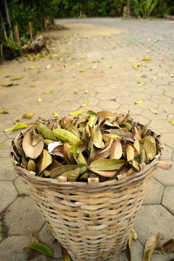 A Collection of Dried Leaves Stock Image - Image of life, dead: 212160211