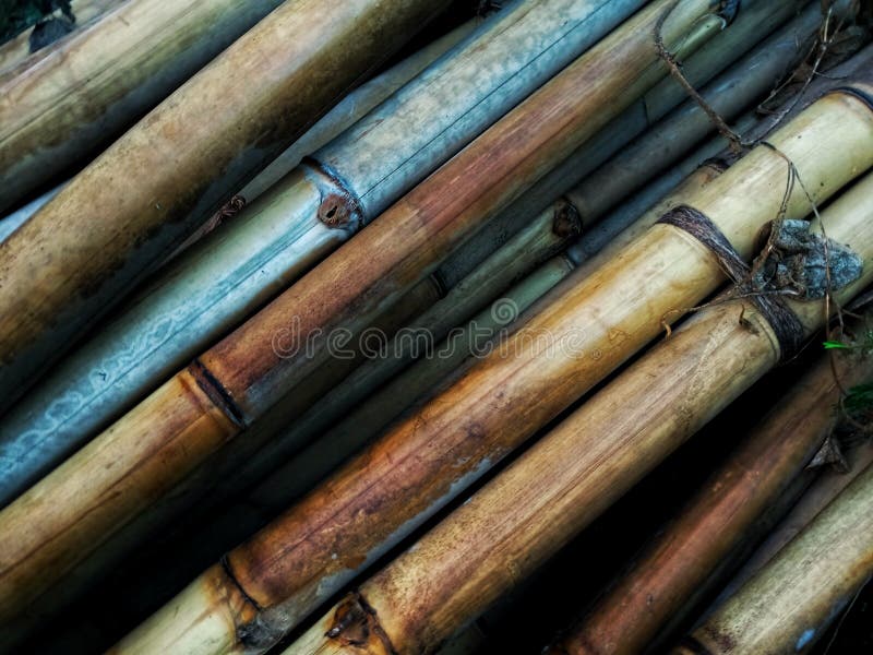 Collection of Dry Bamboo that Has Been Piling Up for a Long Time Stock ...
