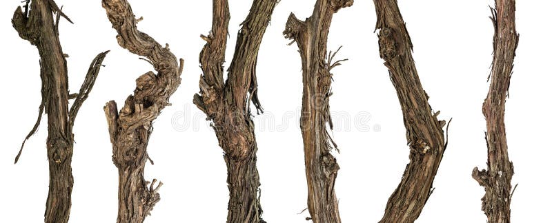 366 Dead Grape Vine Stock Photos - Free & Royalty-Free Stock Photos ...