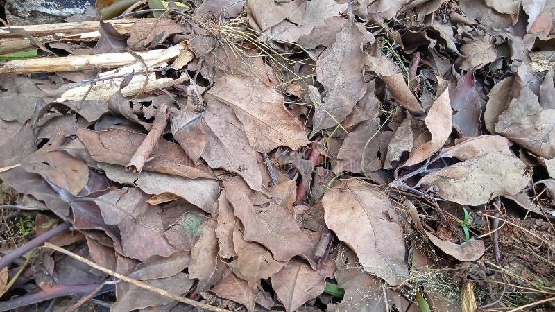 Collection of Dry Leaf Waste Stock Image - Image of produce, recycle ...
