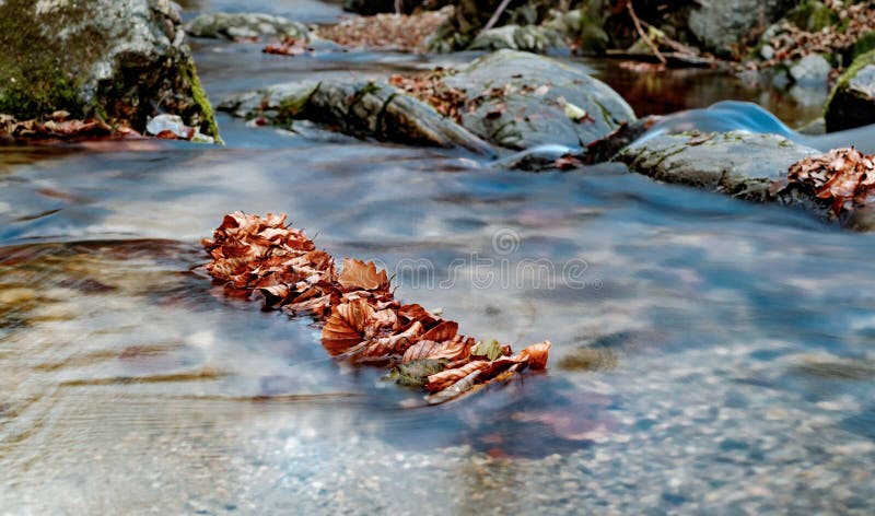 A collection of dry leaves stock image. Image of landscape - 231397845