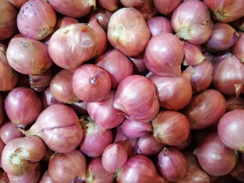 Collection of dry shallots stock photo. Image of onions - 209071014
