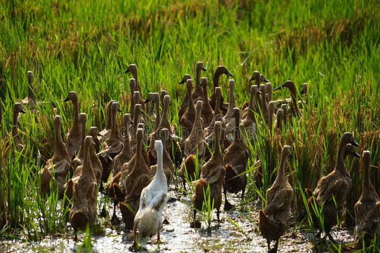 A collection of ducks stock image. Image of multi, avian - 317558753