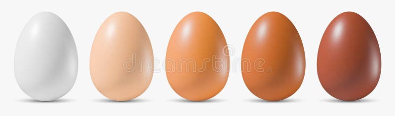 Realistic Eggshells Stock Illustrations – 91 Realistic Eggshells Stock ...