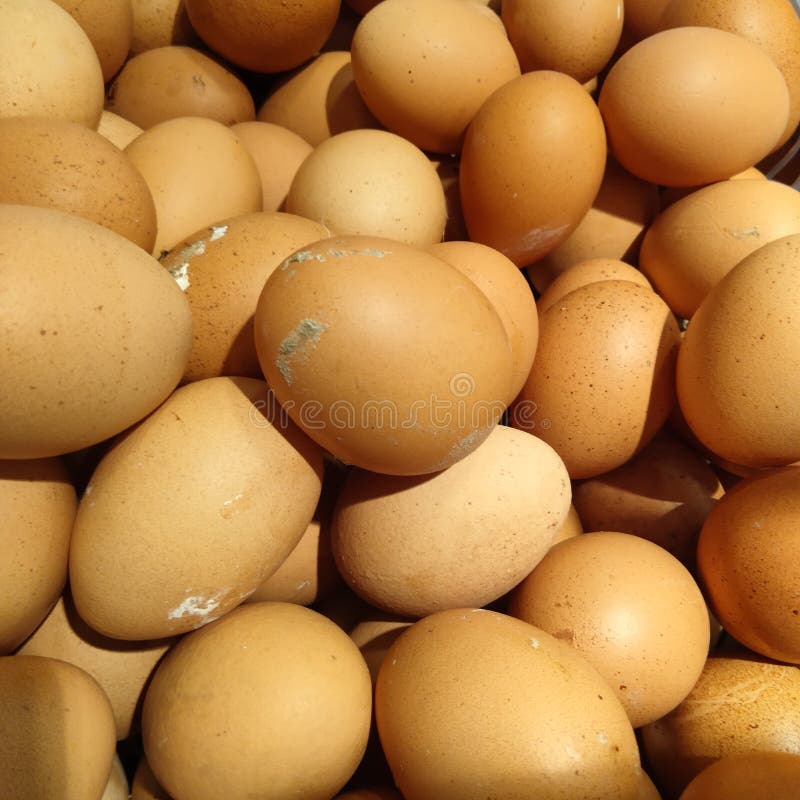 The Collection of Eggs in the Photo is Normal Stock Image - Image of ...