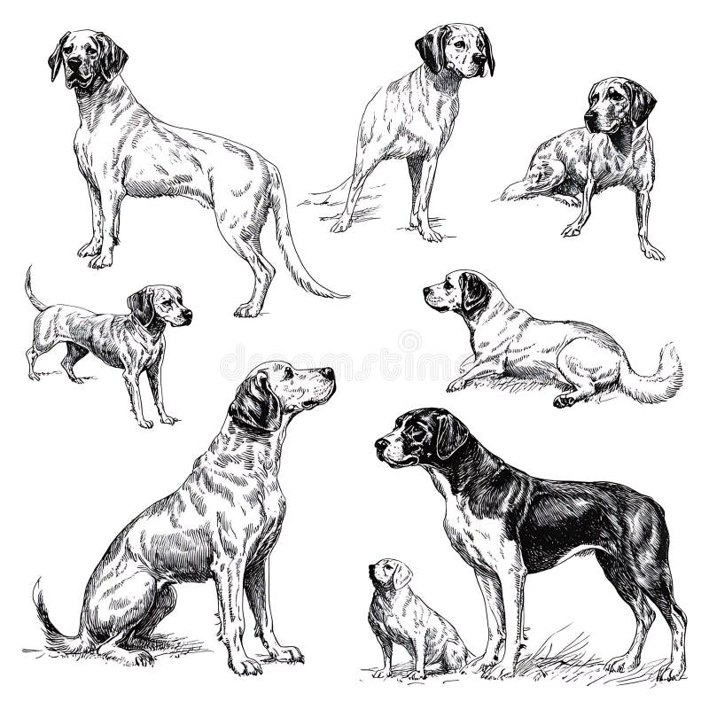 Collection of Eight Ink Drawings of Dogs in Various Poses Stock ...