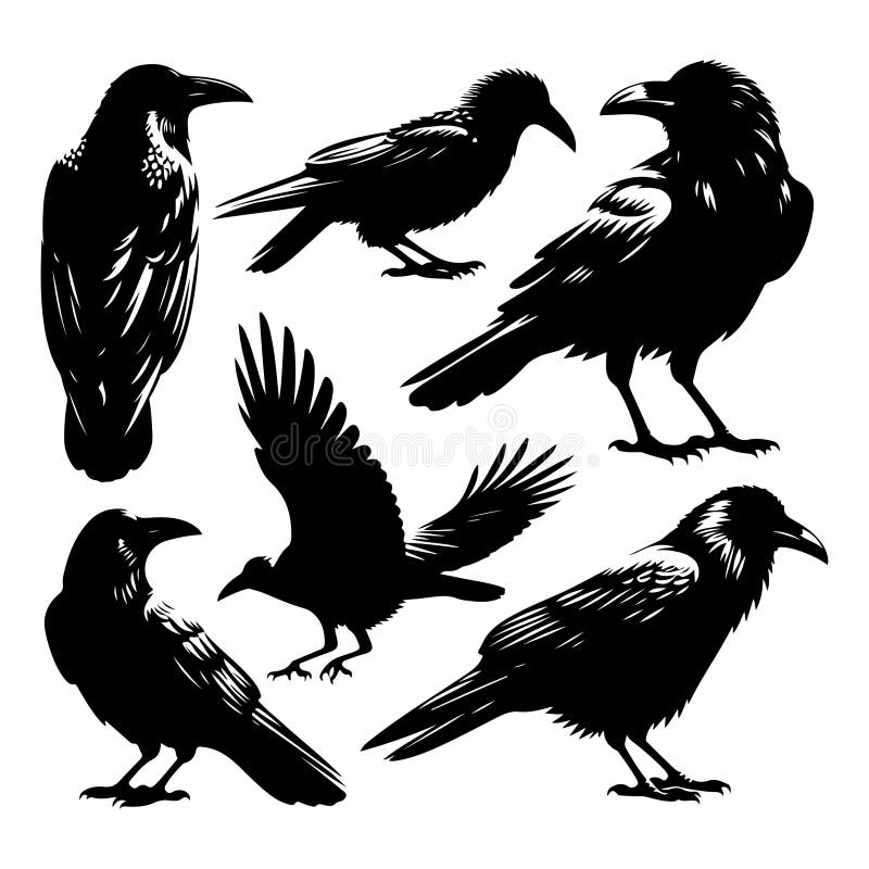 Set of Crow Silhouette Vector on a White Background Stock Illustration ...