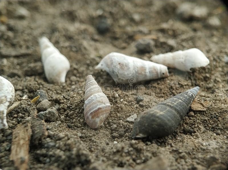 A Collection of River Snail Shells Stock Photo - Image of shells ...