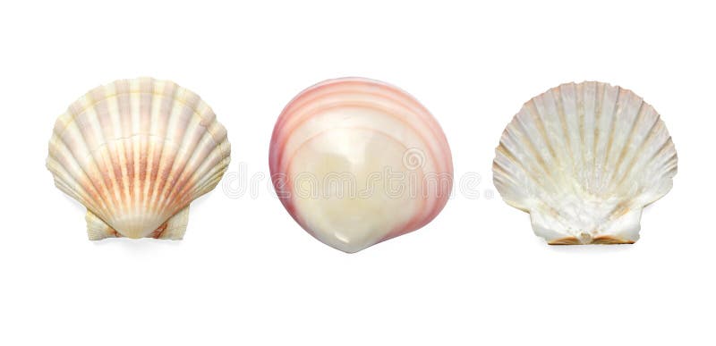 Collection Exotic Conch Isolated on White Background Stock Photo ...