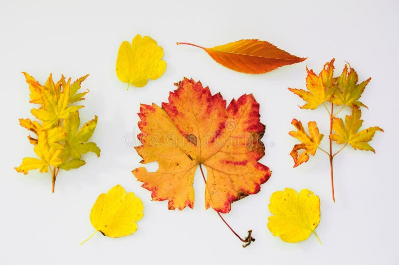 Collection of fall leaves stock photo. Image of colours - 16316914