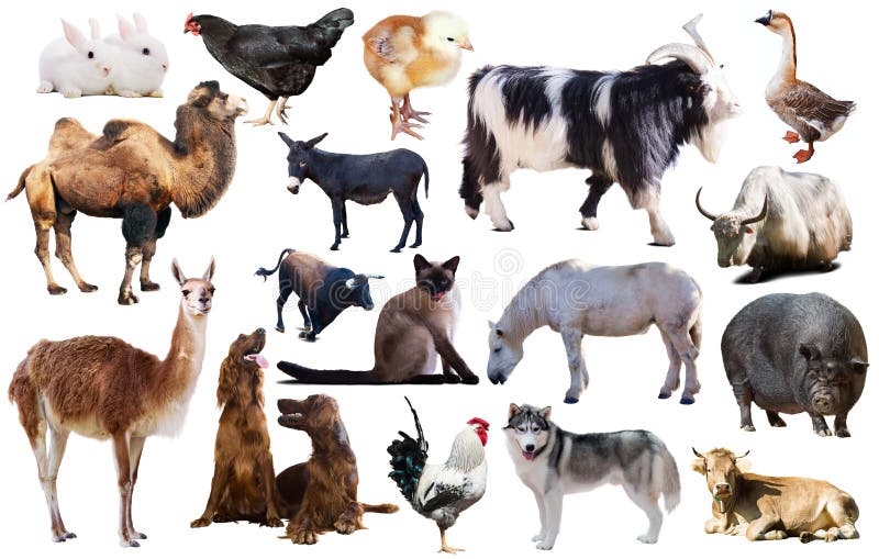 Set of farm animals stock photo. Image of carnivore - 247013416
