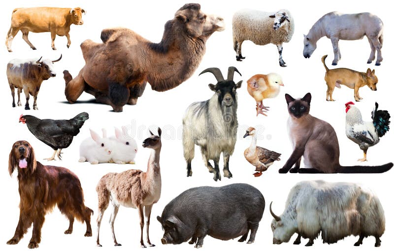 Collection farm animals stock photo. Image of standing - 217946462