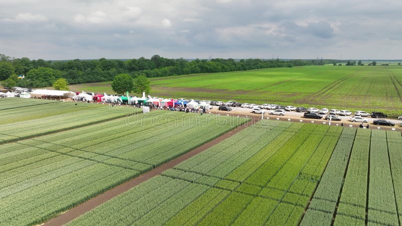 Collection of Farmers in the Fields with Different Varieties of Wheat ...