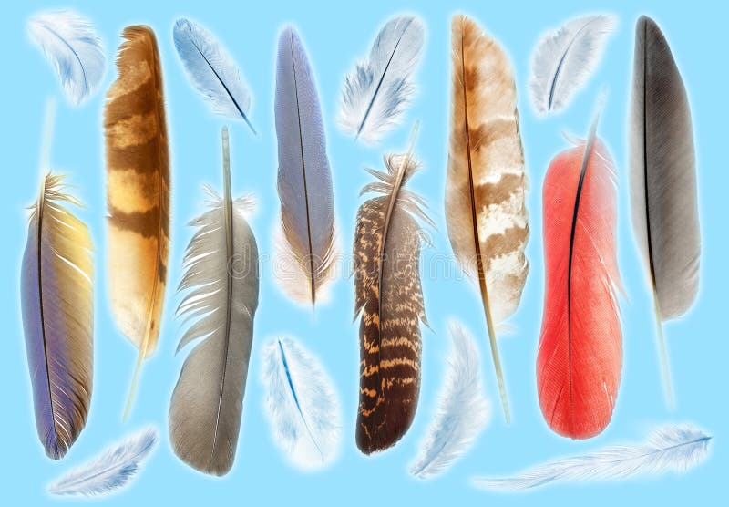 Collection of feathers stock photo. Image of collection - 208849742