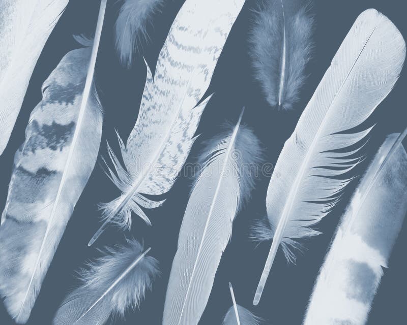 Collection of feathers stock photo. Image of imagination - 85384730