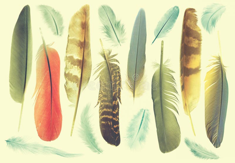 Collection of feathers stock photo. Image of collection - 208849742