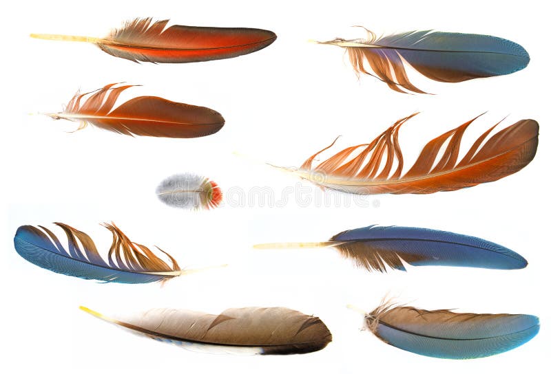 Collection of feathers stock image. Image of isolated - 57266563