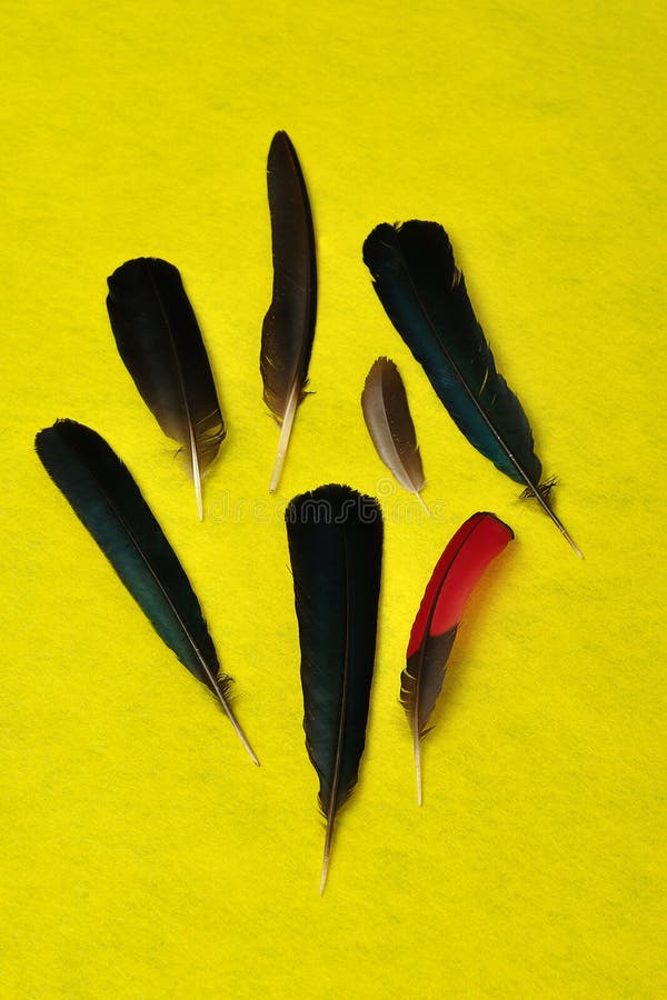 Collection of feathers stock image. Image of close, brown - 15200357