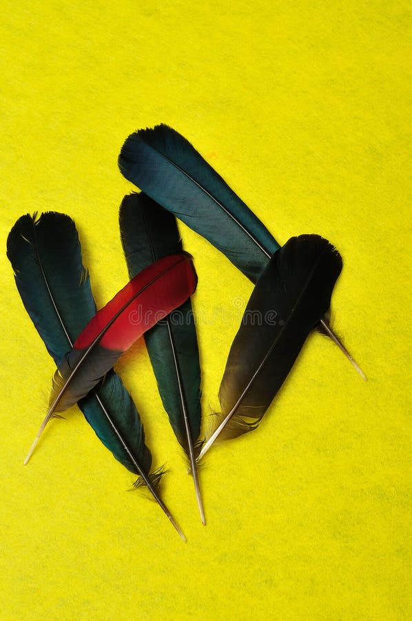 Collection of feathers stock image. Image of close, brown - 15200357