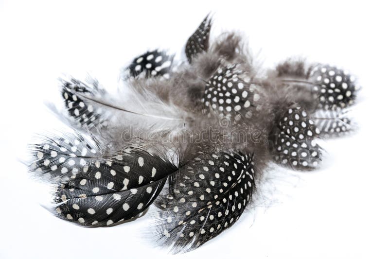 Collection of Fine Textured Guinea Fowl Feathers Stock Image - Image of ...