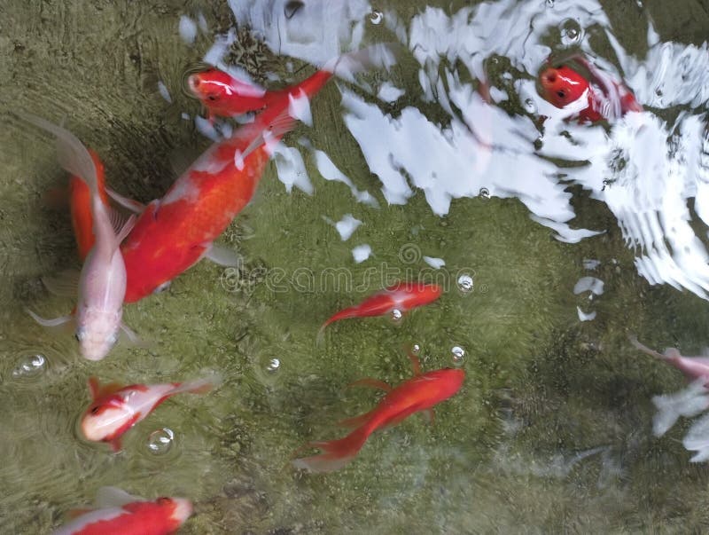 A Collection of Fish in a Beautiful and Colorful Pool Stock Photo ...