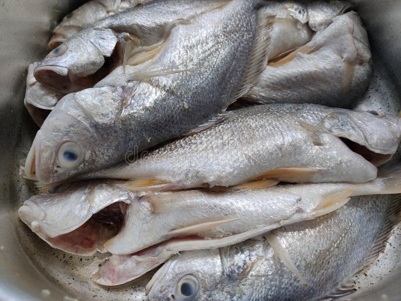 Collection of fish stock photo. Image of collection, coast - 11720050