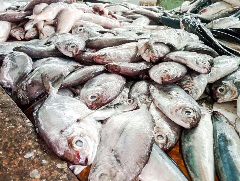 Collection of fish stock photo. Image of collection, coast - 11720050