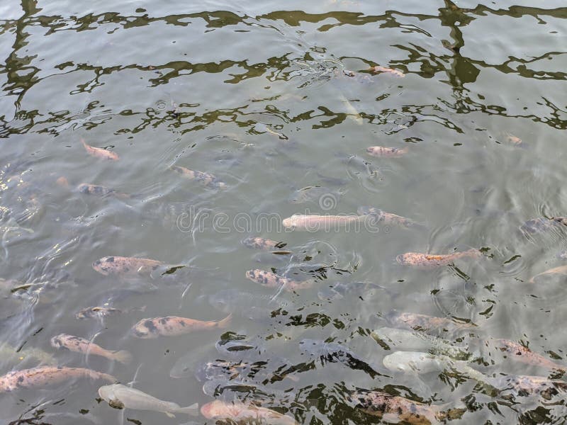 A Collection of Fish in the Water Stock Photo - Image of pond, water ...