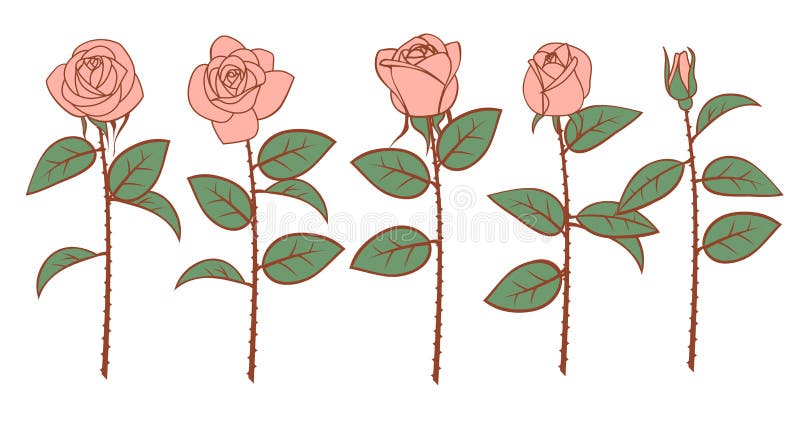 Collection of Five Pink Roses in Retro Style. Stock Vector ...