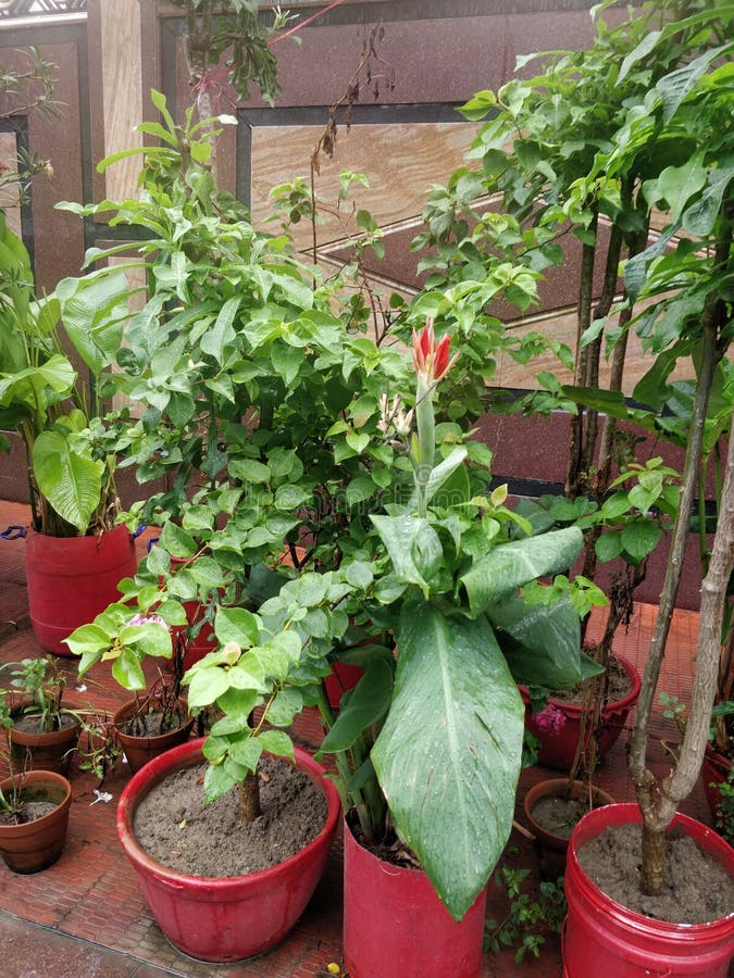 Collection of Flower Pot with One Flower Stock Photo - Image of yard ...